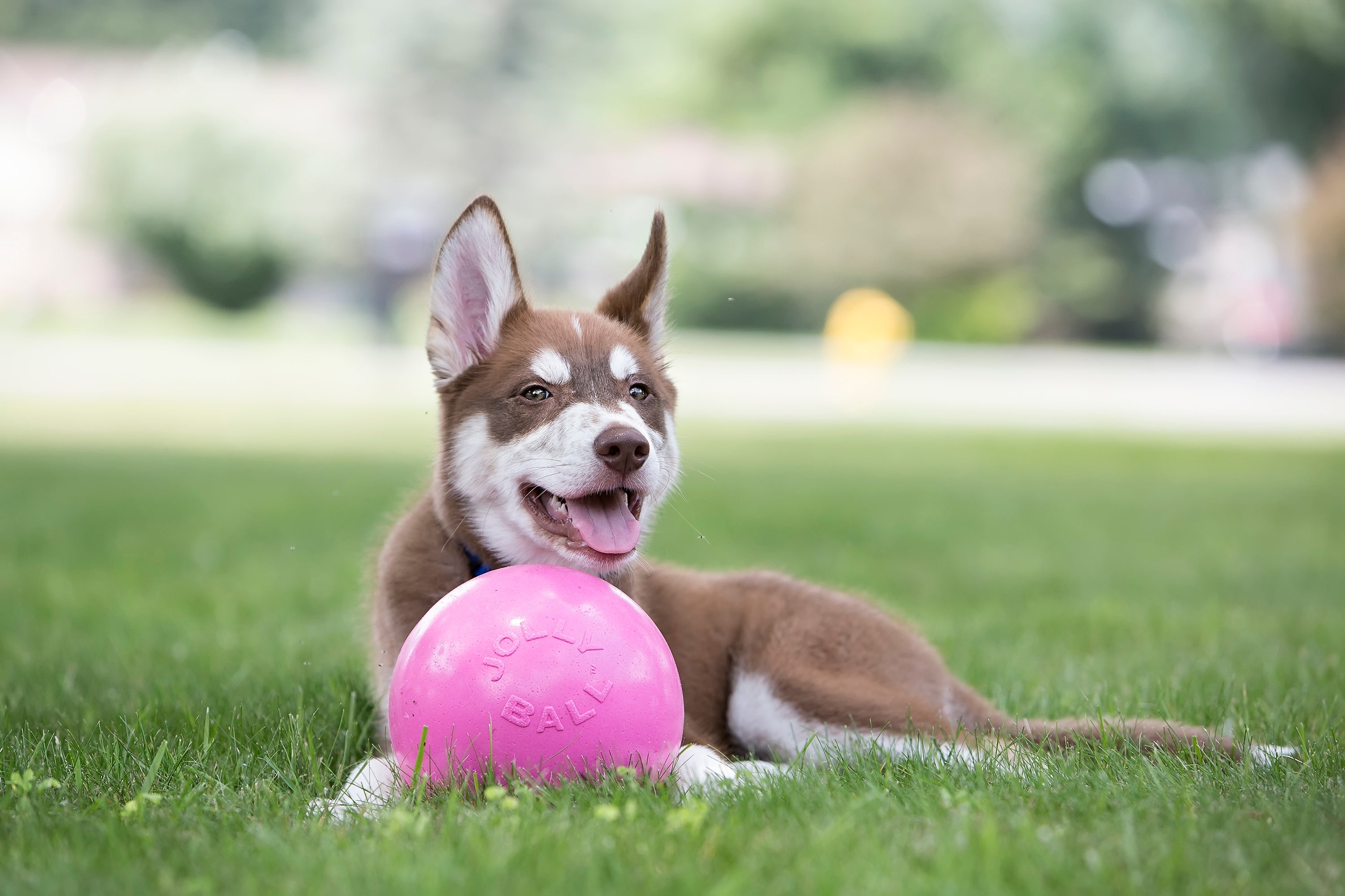 Unleash Joy with Jolly Pets Premium Dog Toys! – Jolly Pets UK