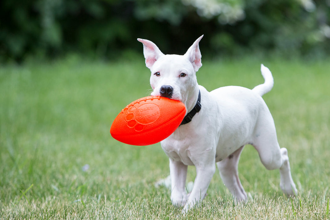 Unleash Joy with Jolly Pets Premium Dog Toys! – Jolly Pets UK