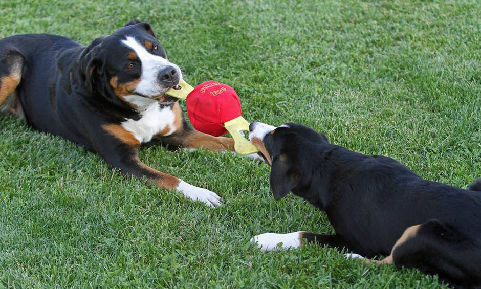 Unleash Joy with Jolly Pets Premium Dog Toys! – Jolly Pets UK