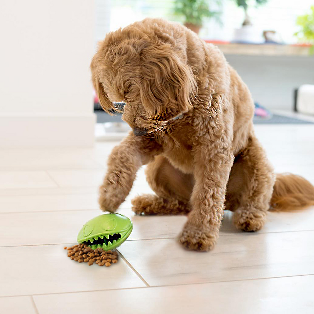 Unleash Joy with Jolly Pets Premium Dog Toys! – Jolly Pets UK